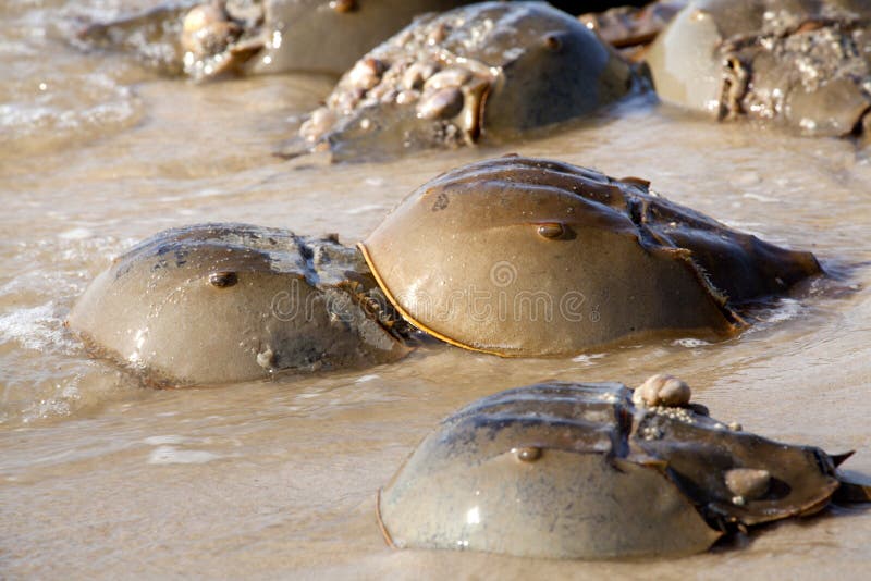 Limulo (corrispondersi) immagine stock. Immagine di crostaceo - 5743397