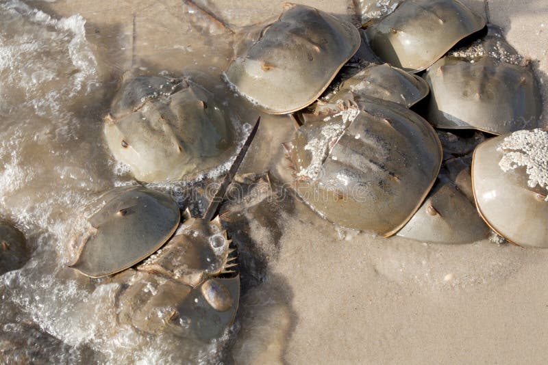 Primo Piano Delle Uova Del Limulo Sulla Spiaggia Lungo Le Acque Di ...