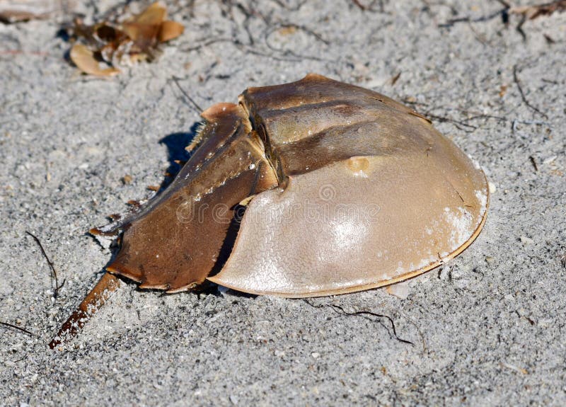 Coperture del limulo fotografia stock. Immagine di florida - 2855142