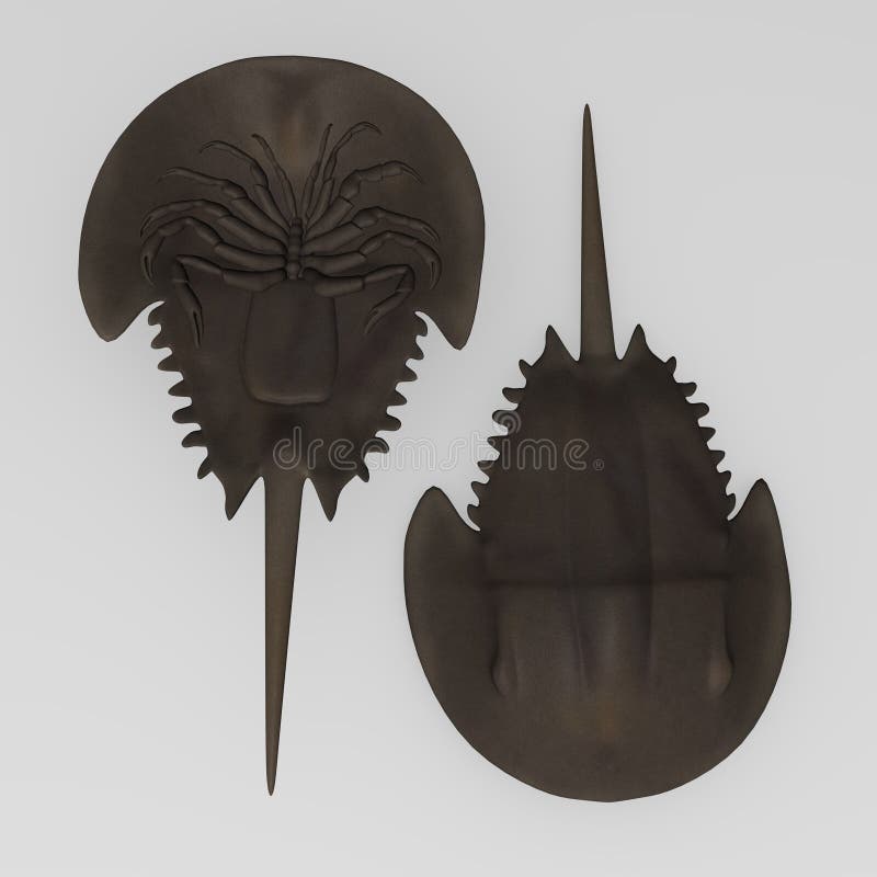 Limulus stock illustration. Illustration of amebocyte - 11041582