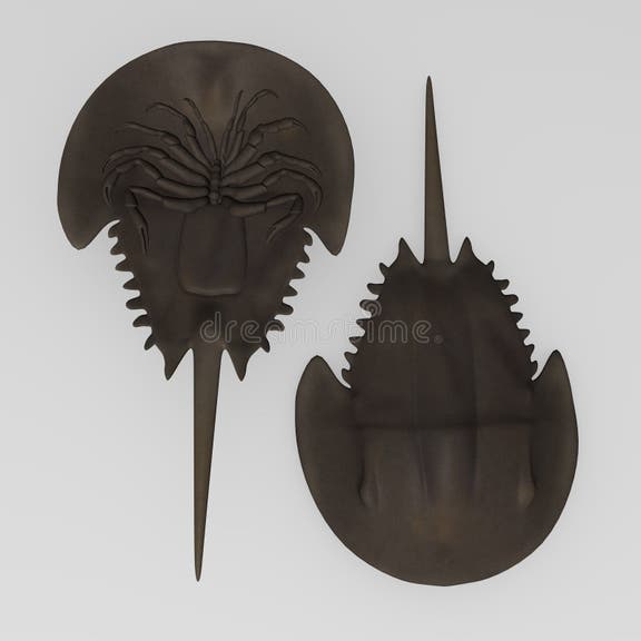 Limulus stock illustration. Illustration of amebocyte - 11041582