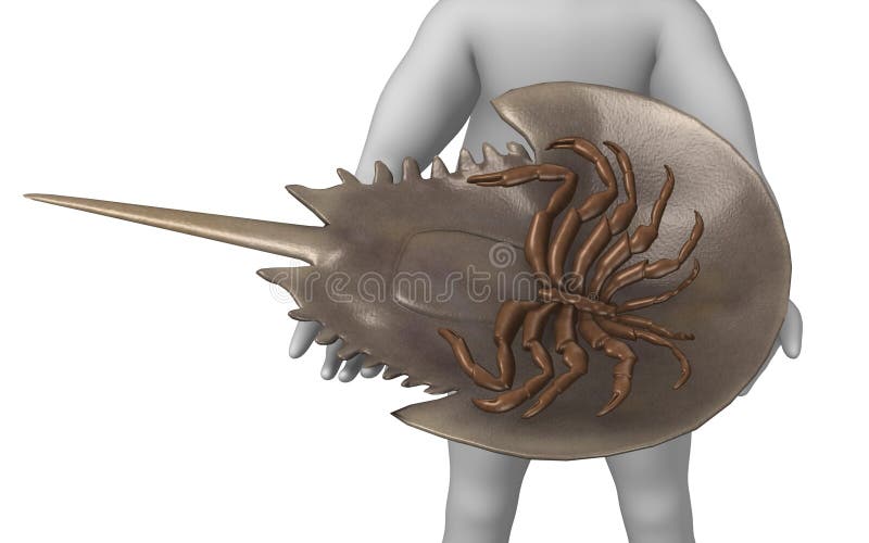 Limulus stock illustration. Illustration of amebocyte - 11041582