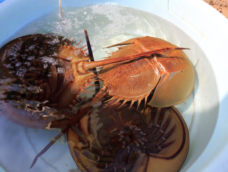 Limulus stock photo. Image of shell, seashore, nature - 53746750
