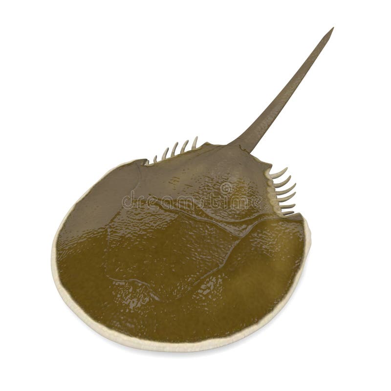 Limulus moluccanus stock illustration. Illustration of crab - 23686666