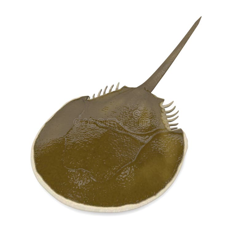 Limulus moluccanus stock illustration. Illustration of crab - 23686666