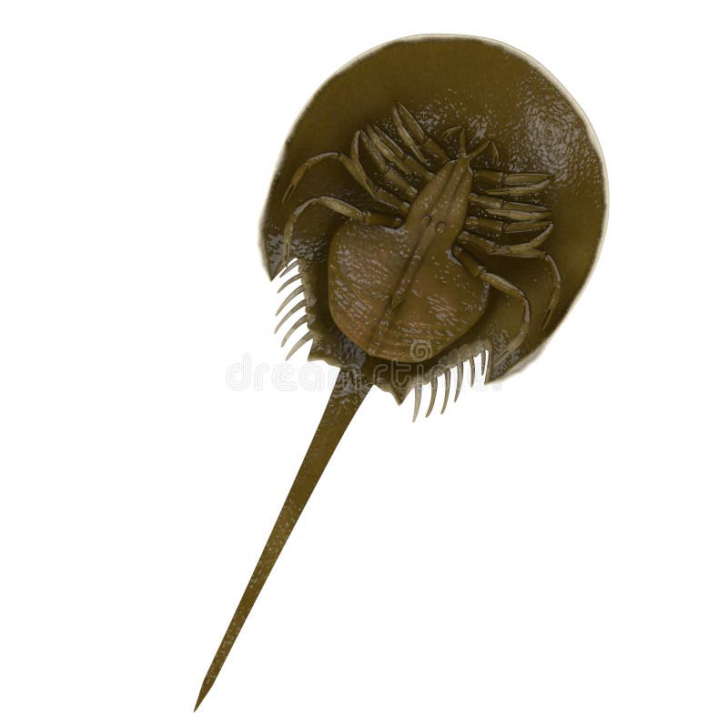 Limulus stock illustration. Illustration of amebocyte - 11041582