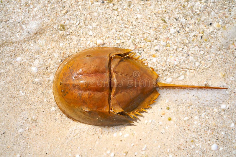 Polyphemus Atlantico Del Limulus Del Limulo Fotografia Stock - Immagine ...