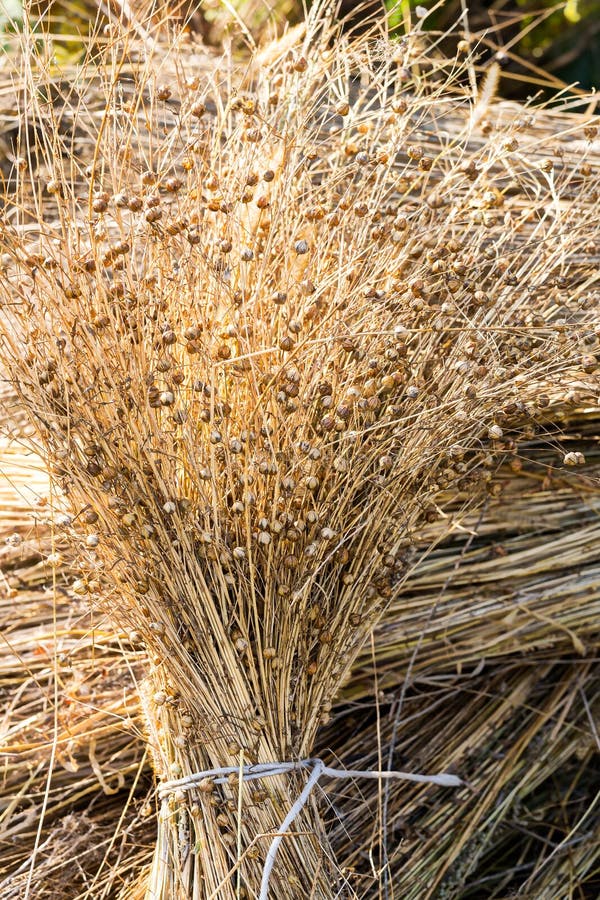 Tiges de lin photo stock. Image du légume, nature, zone - 43264498