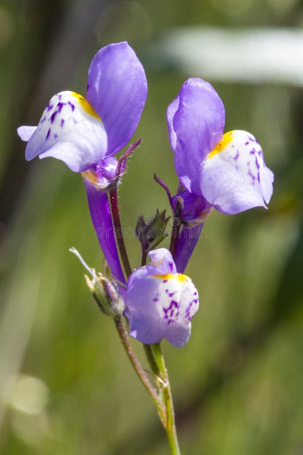 Linaria algarviana flower stock photo. Image of purple - 114810392