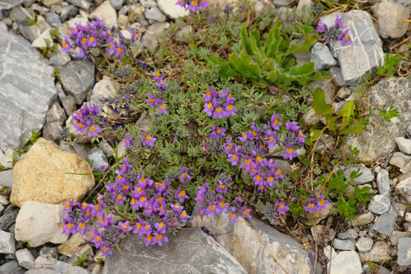 Linaria alpina in bloom stock image. Image of botanic - 323319977