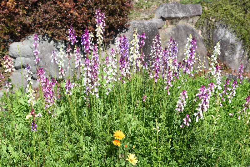 Linaria flowers stock image. Image of botanical, plant - 141467631