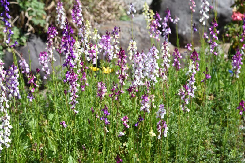 Linaria flowers stock photo. Image of ornamental, linaria - 141467634