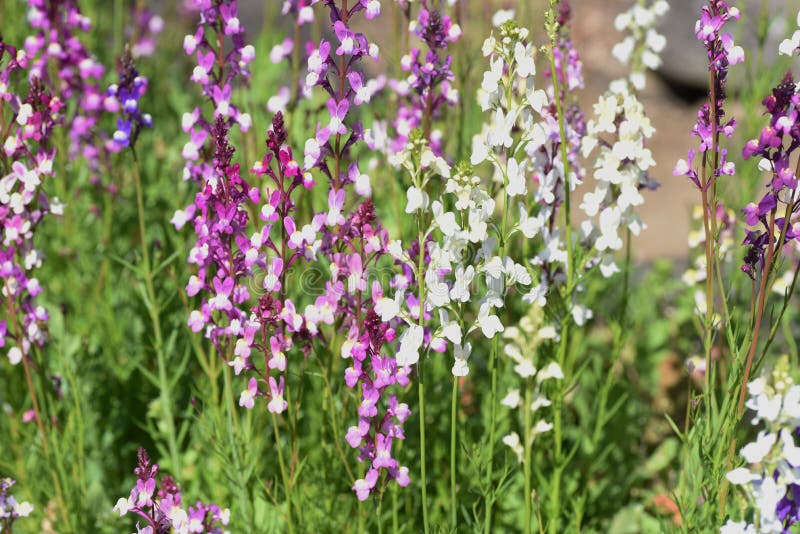 Linaria flowers stock image. Image of botanical, plant - 141467631