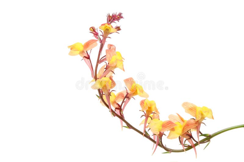 Linaria Maroccana or Moroccan Toadflax or Annual Toadflax or Hime ...