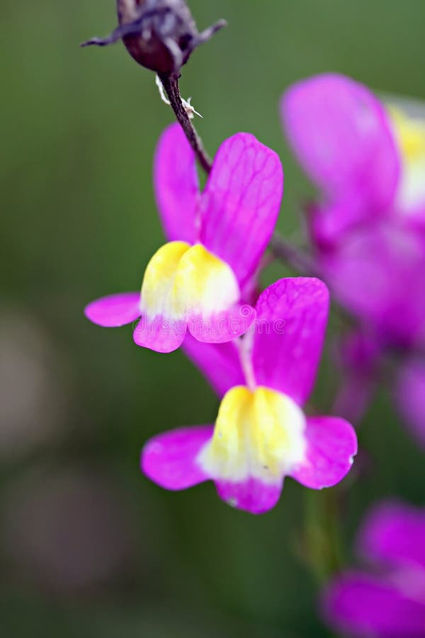 Linaria Maroccana (Moroccan Toadflax) Stock Image - Image of botany ...