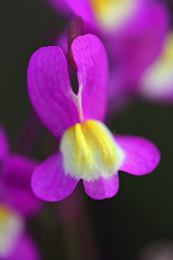 Linaria Maroccana (Moroccan Toadflax) Stock Photo - Image of linaria ...