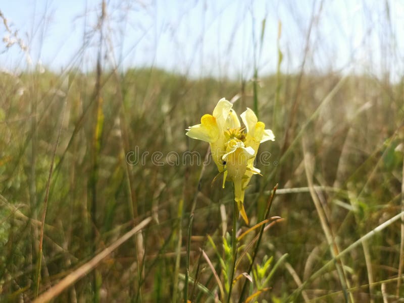 Linaria Vulgaris, the Common Toadflax, Yellow Toadflax, Butter-and-eggs ...