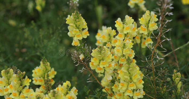 Linaria vulgaris stock image. Image of glassland, medicinal - 94573571