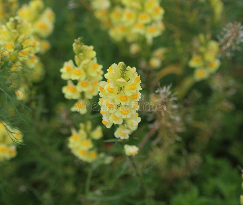 Linaria vulgaris stock photo. Image of summer, butter - 94573586