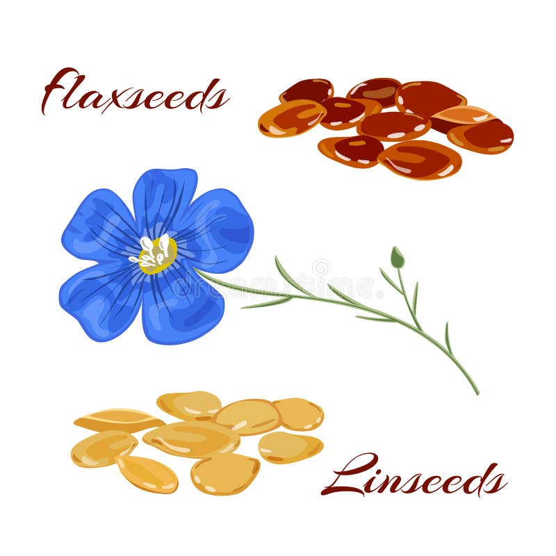 Flor Del Lino (usitatissimum De Linum) Ilustración del Vector ...