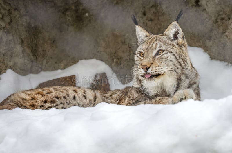 Lince imagen de archivo. Imagen de invierno, nieve, animal - 138259709