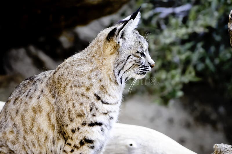 Lince Que Se Coloca En Un Registro Foto de archivo - Imagen de lince ...