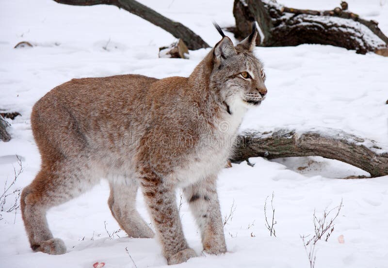 Lince En Blanco Y Negro Fotos De Stock - Descarga 603 Fotos Libres de ...