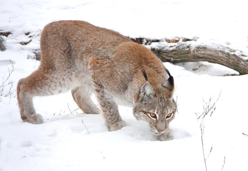 Pistas Del Lince En La Nieve Imagen de archivo - Imagen de tarde, lince ...