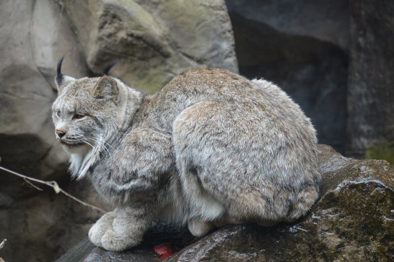 Lince Blanco Gris En Roca Fotos - Libres de Derechos y Gratuitas de ...