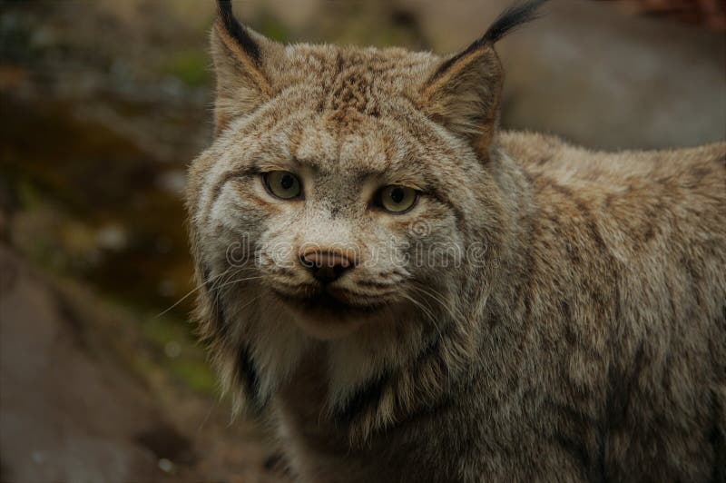Lince Blanco Gris En Roca Fotos - Libres de Derechos y Gratuitas de ...
