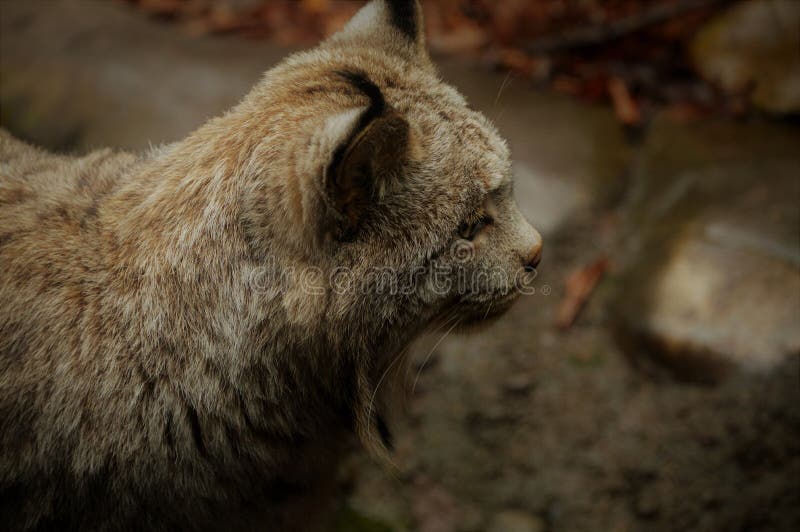 Lince Blanco Gris En Roca Fotos de stock - Fotos libres de regalías de ...