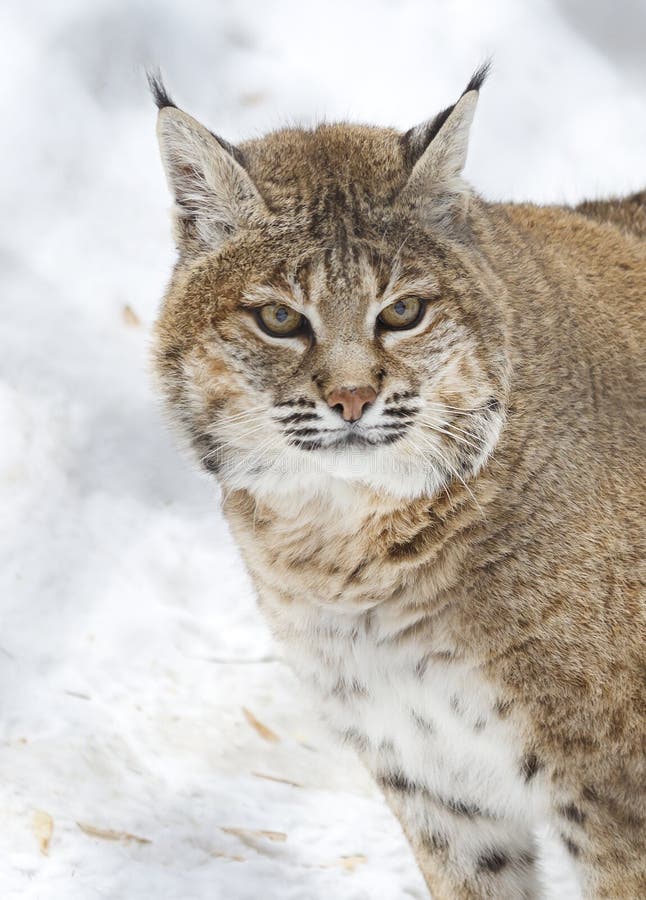 Lince ou lince vermelho imagem de stock. Imagem de vermelho - 50604757