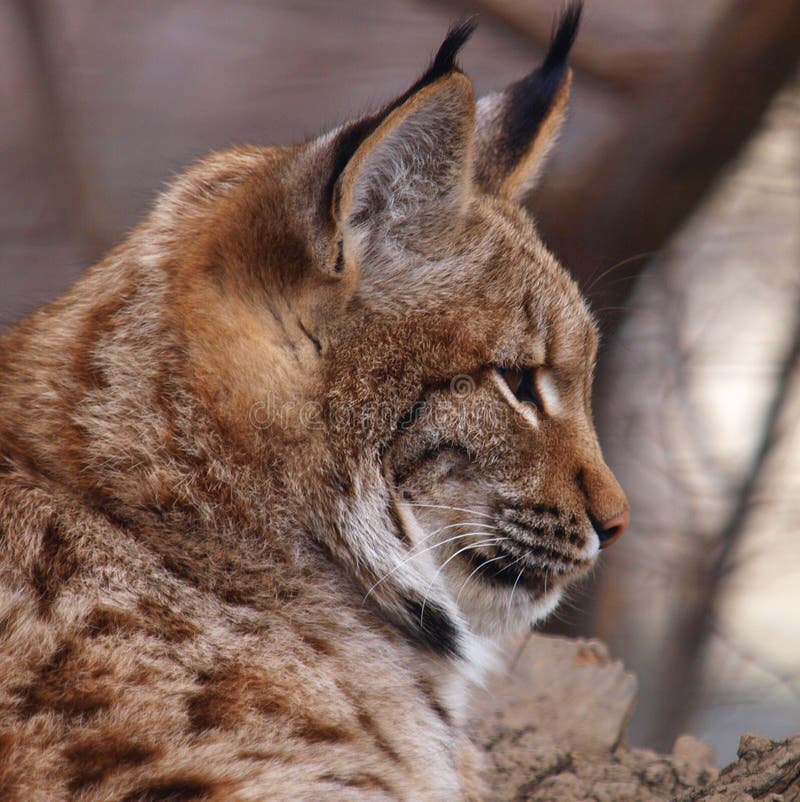 Lince foto de archivo. Imagen de bobo, animal, presa - 87317204