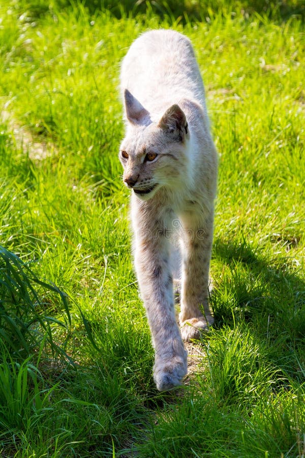 Lince blanco imagen de archivo. Imagen de exterior, europa - 35459697