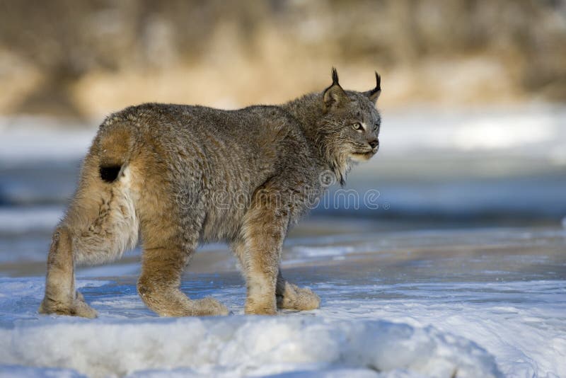 Lince Canadense, Canadensis Do Lince Imagem de Stock - Imagem de felino ...
