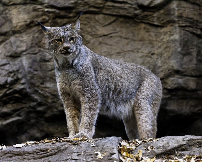 Lince canadiense imagen de archivo. Imagen de cautivo - 22420499