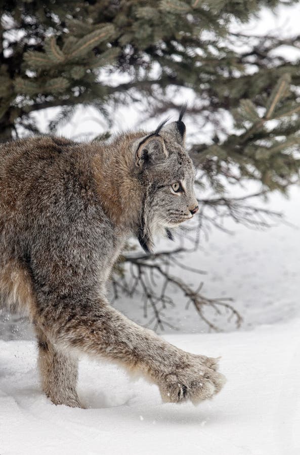 Lince canadiense foto de archivo. Imagen de lince, canadiense - 32857524