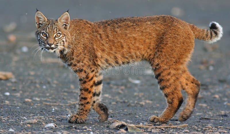 Lince canadiense foto de archivo. Imagen de gato, peligroso - 10399402