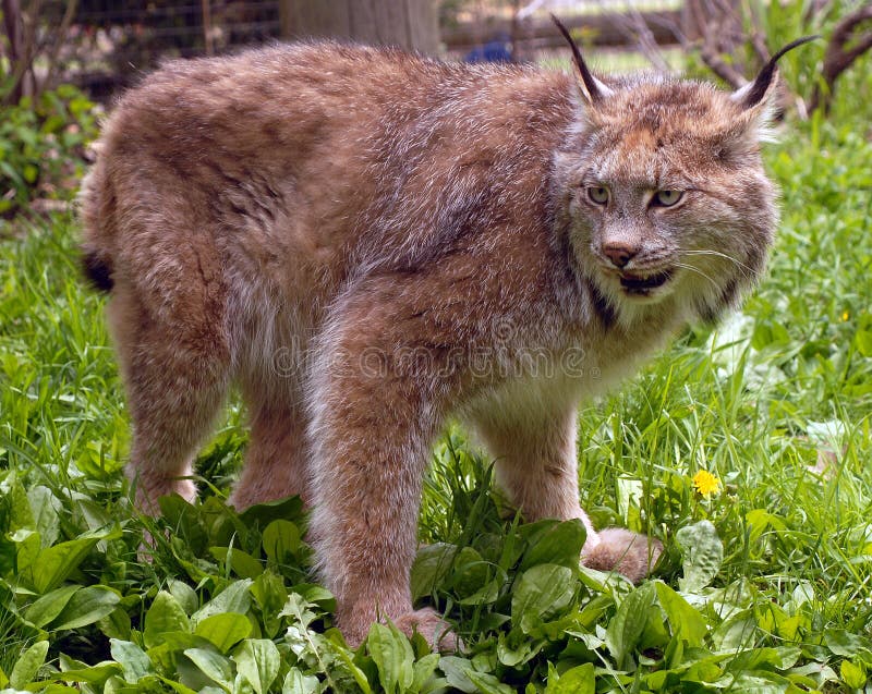 Lince canadiense foto de archivo. Imagen de gato, peligroso - 10399402
