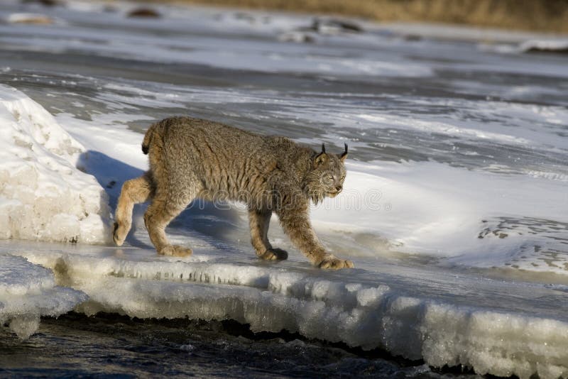 Lince Canadiense, Canadensis Del Lince Foto de archivo - Imagen de ...
