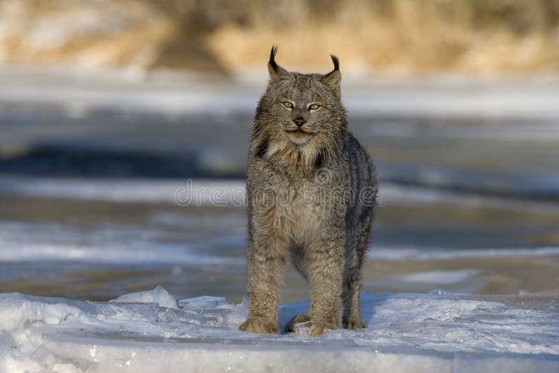 Lince Canadiense, Canadensis Del Lince Foto de archivo - Imagen de gato ...
