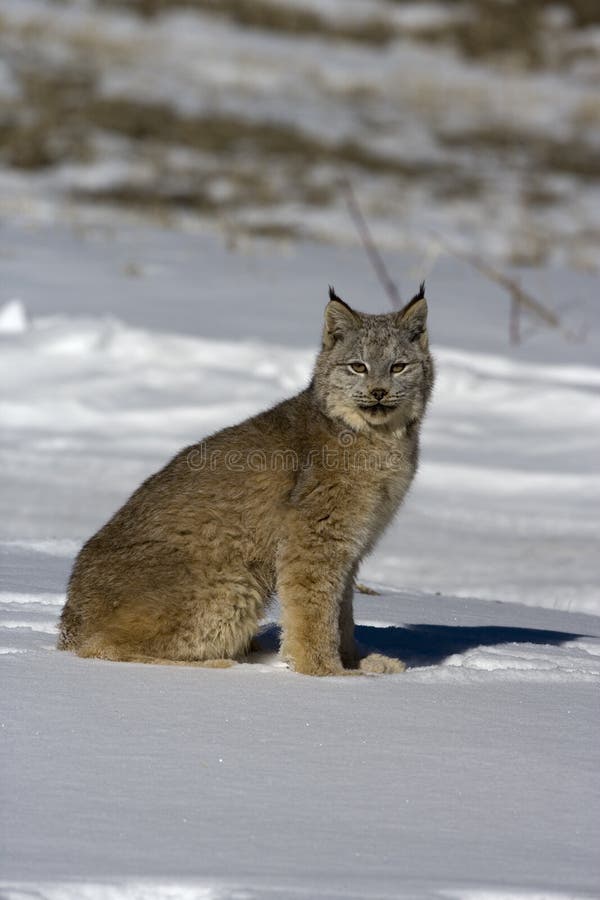 Lince Canadiense, Canadensis Del Lince Imagen de archivo - Imagen de ...