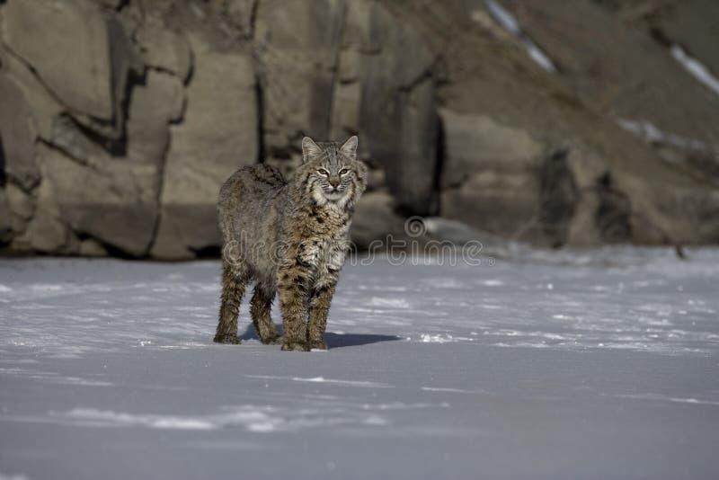 Lince Canadiense, Canadensis Del Lince Foto de archivo - Imagen de gato ...