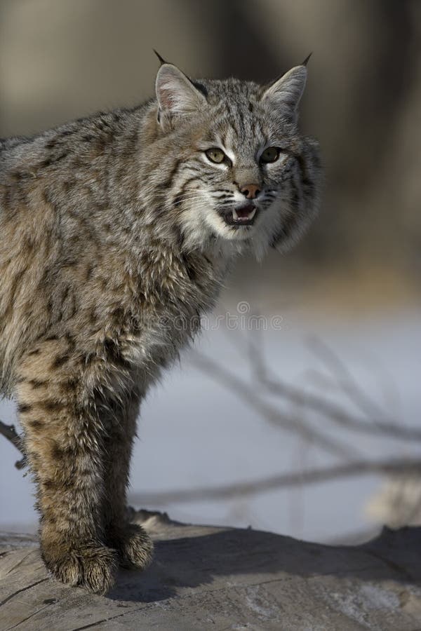 Lince Canadiense, Canadensis Del Lince Foto de archivo - Imagen de gato ...