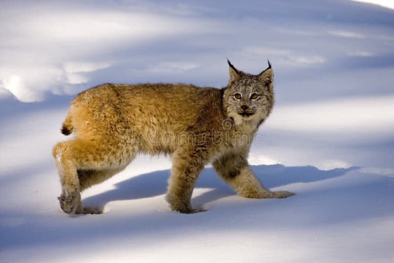 Lince Canadiense, Canadensis Del Lince Foto de archivo - Imagen de ...