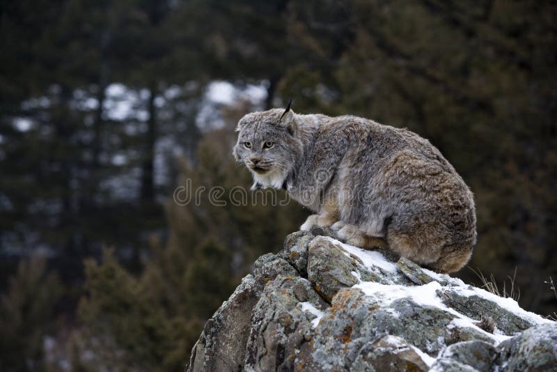 Lince Canadiense, Canadensis Del Lince Foto de archivo - Imagen de ...