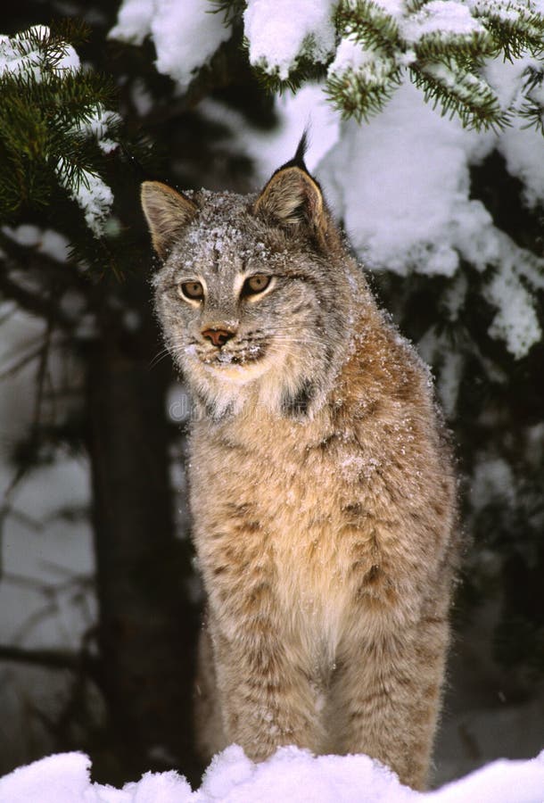 Lince Canadiense En Invierno Foto de archivo - Imagen de cazador ...