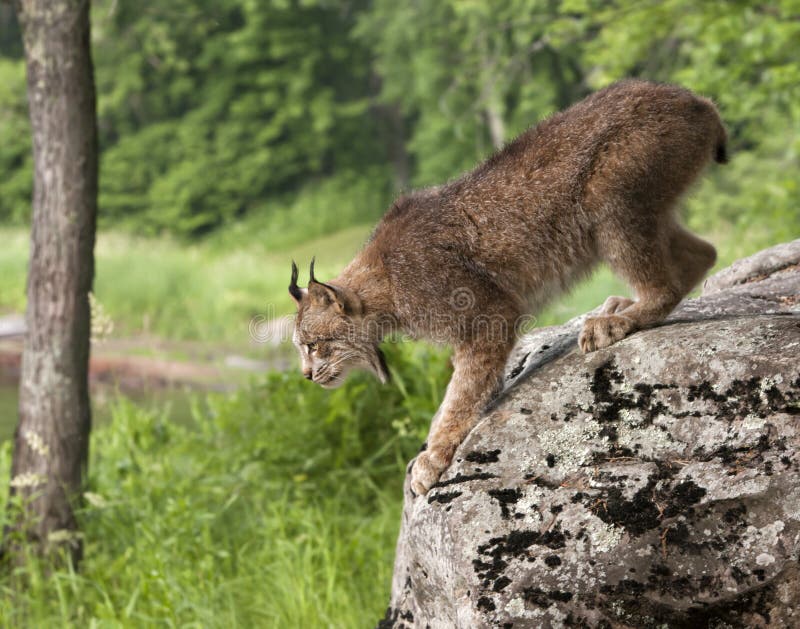 Lince Canadiense Que Salta De Roca Foto de archivo - Imagen de lince ...