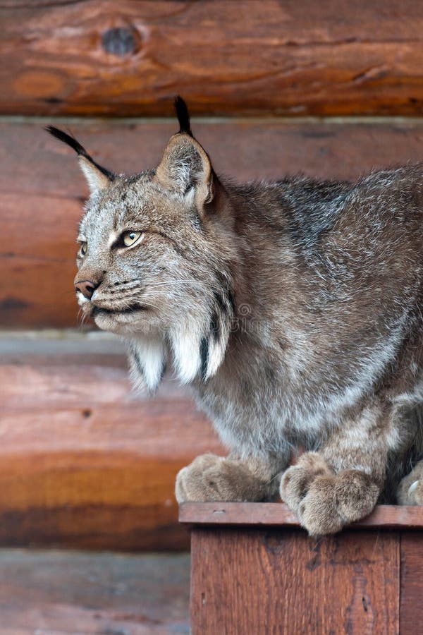 Lince de Canadá imagen de archivo. Imagen de piel, ojos - 16053663