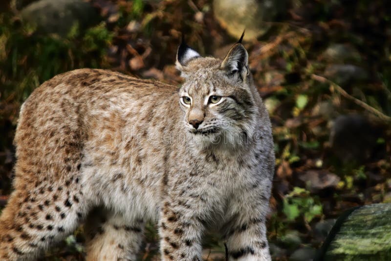 Lince del lince imagen de archivo. Imagen de garra, juego - 13612993